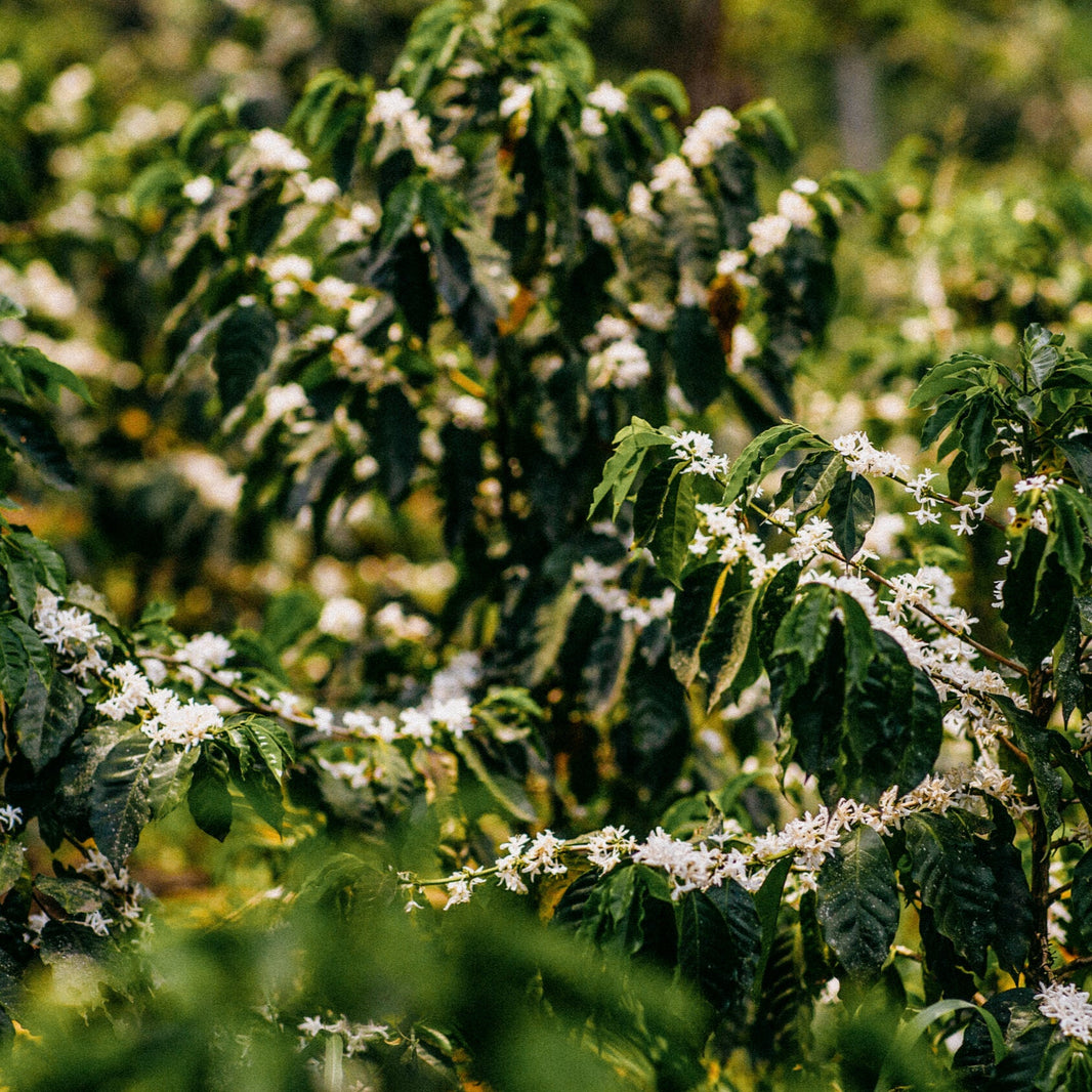 Vignette Coffee Roasters - Greensboro roastery, coffee shop, + classes