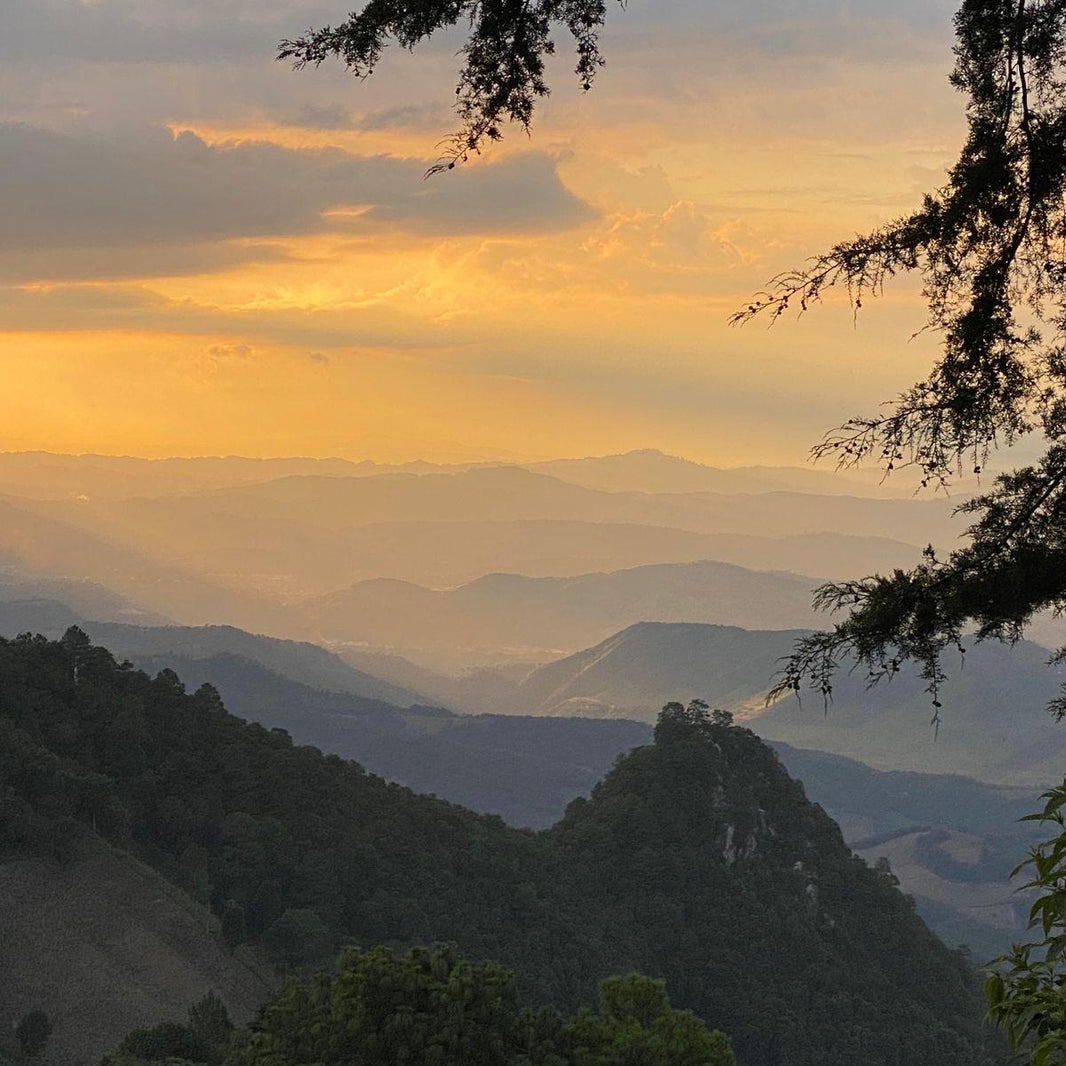 Vignette Coffee Roasters - Greensboro roastery, coffee shop, + classes