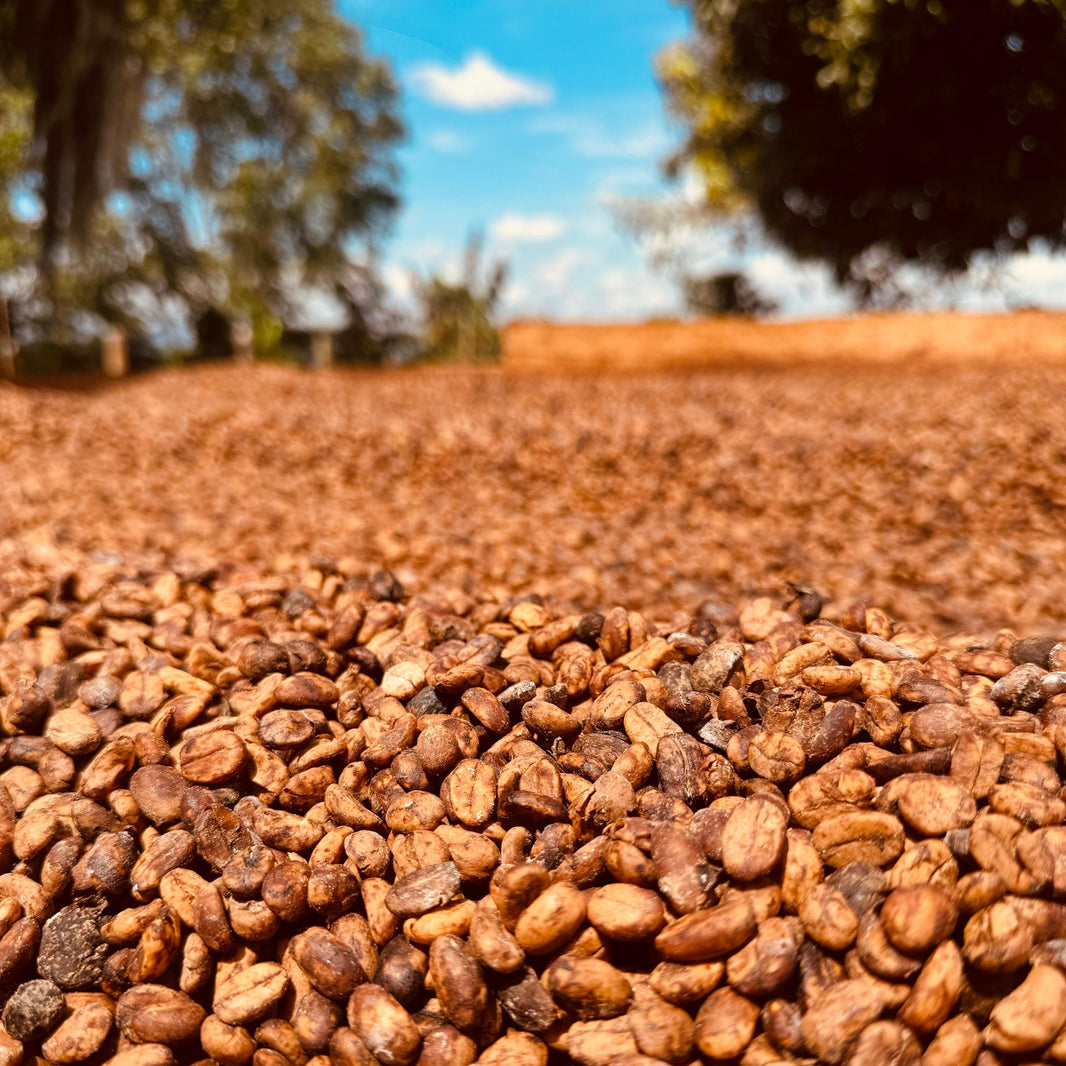 Vignette Coffee Roasters - Greensboro roastery, coffee shop, + classes